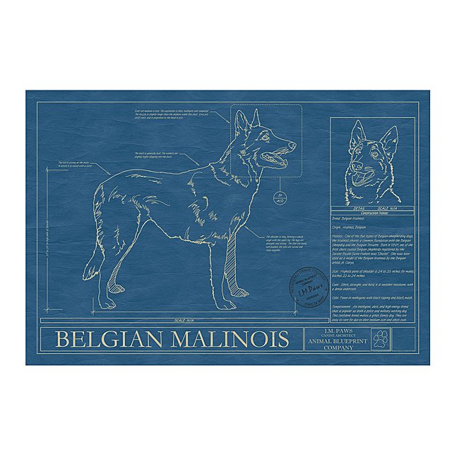 Dog Blueprints | Framed Wall Art, Dog Breeds | Uncommon Goods