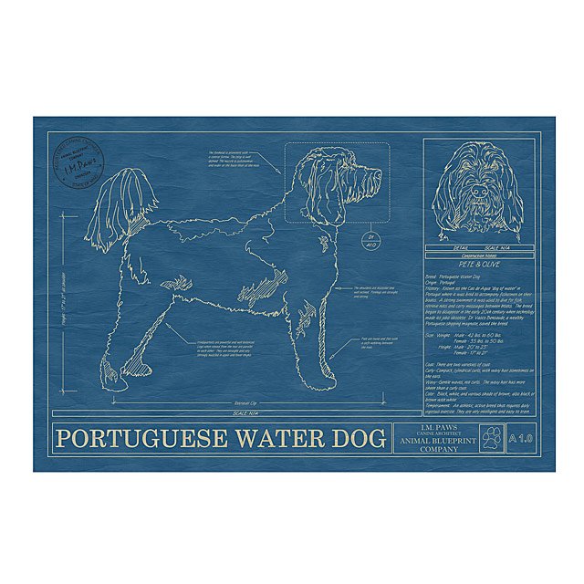 Dog Blueprints | Framed Wall Art, Dog Breeds | Uncommon Goods