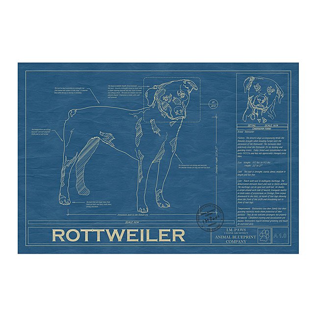 Dog Blueprints | Framed Wall Art, Dog Breeds | Uncommon Goods