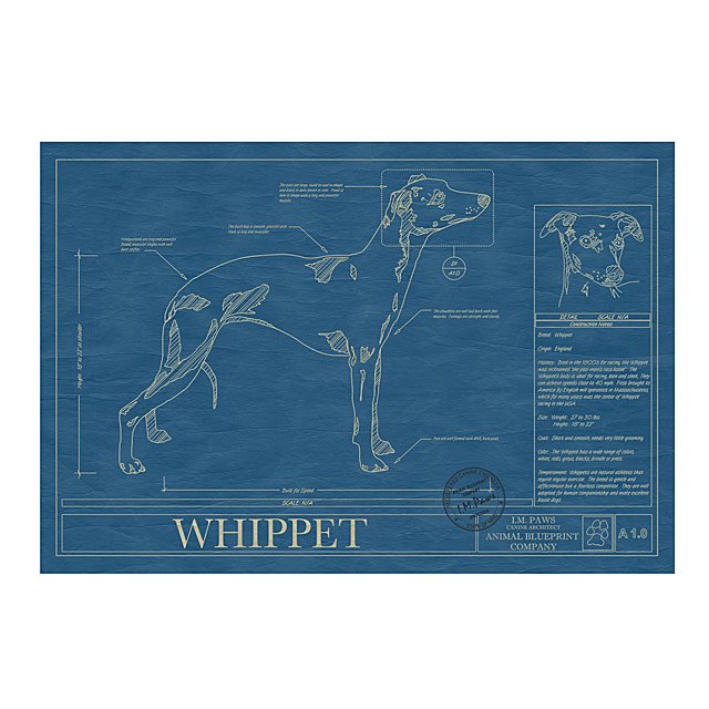 Dog Blueprints | Framed Wall Art, Dog Breeds | Uncommon Goods