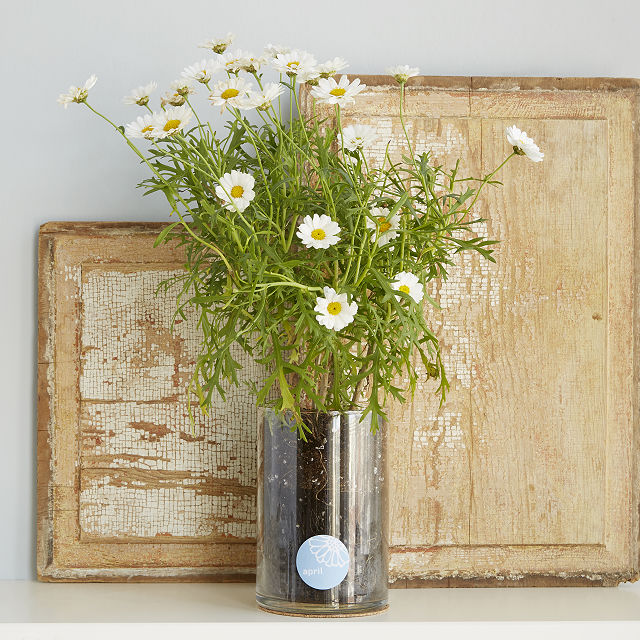 Uncommon Goods | Birth Month Flower Grow Kit | Garden Gifts, Birthday Gifts