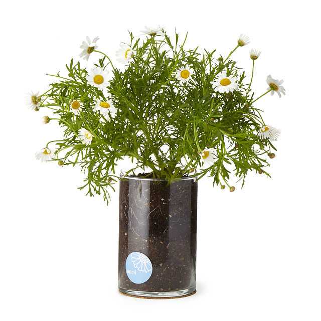 Birth Month Flower Grow Kit