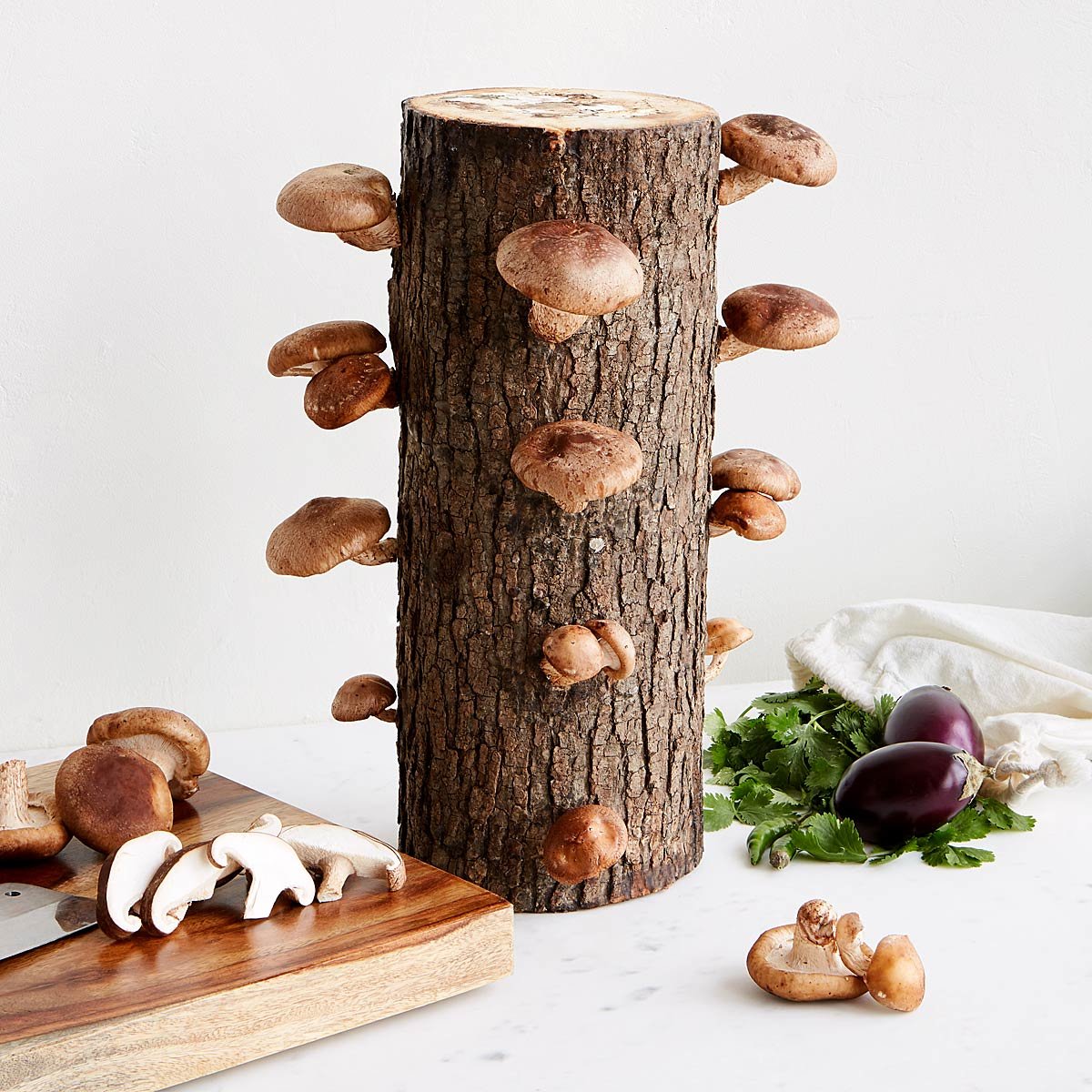 Uncommon Goods | Shiitake Mushroom Log Kit | Grow Mushrooms, Mushroom ...