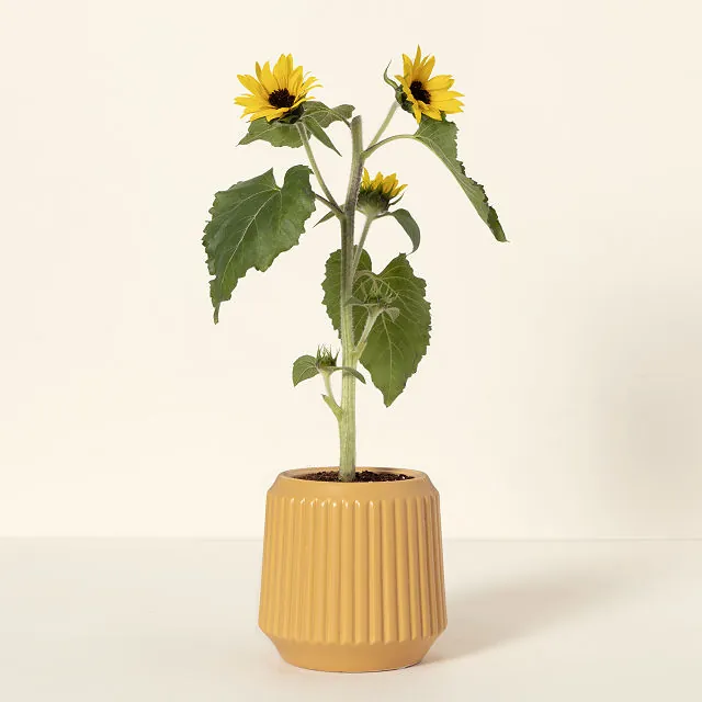 Self-Watering Sunflower Grow Kit | Indoor | Uncommon Goods