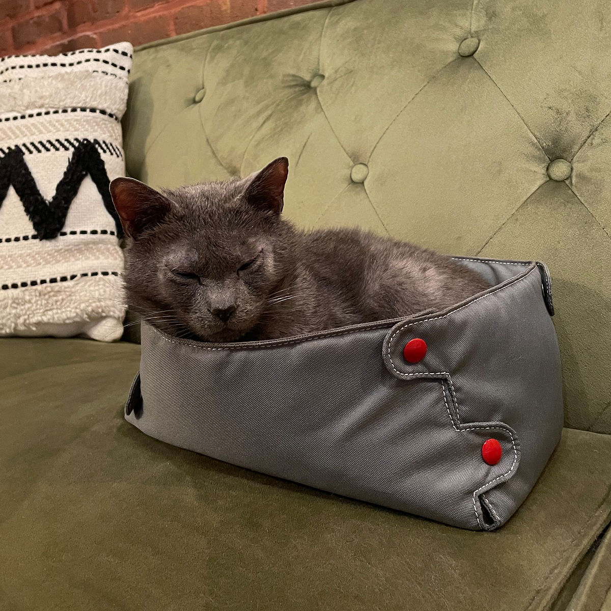 Uncommon Goods | Cat Compression Box | Cat Beds