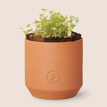 Champagne Poppies Terracotta Grow Kit | Grow Kits | Uncommon Goods