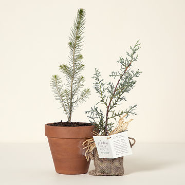 68 Seed Gifts: Grow Your Own Plant Kits | Uncommon Goods