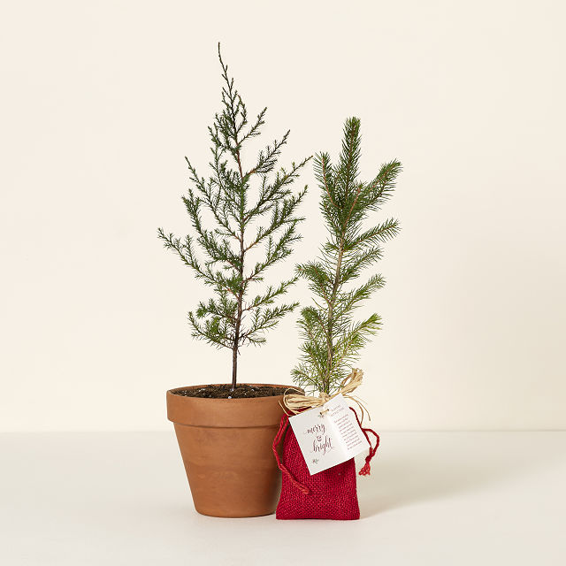 Season's Greetings Evergreen Tree | Christmas | Uncommon Goods