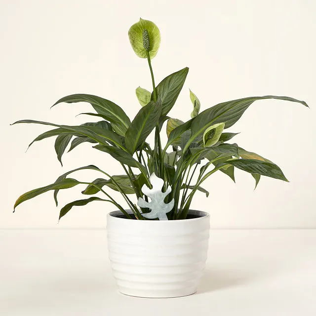 Uncommon Goods | Color-Changing Plant Moisture Indicator Set