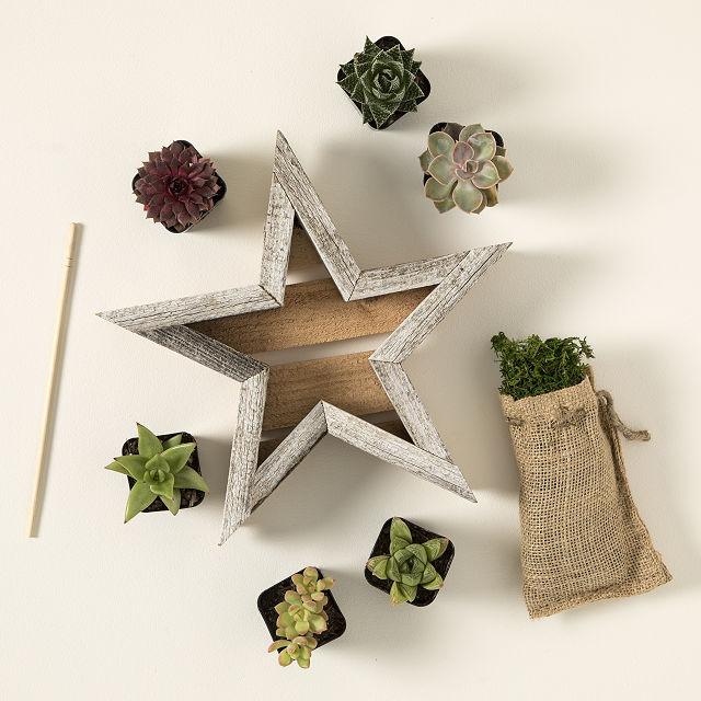 Peace & Star DIY Succulent Kit | Holiday | Uncommon Goods