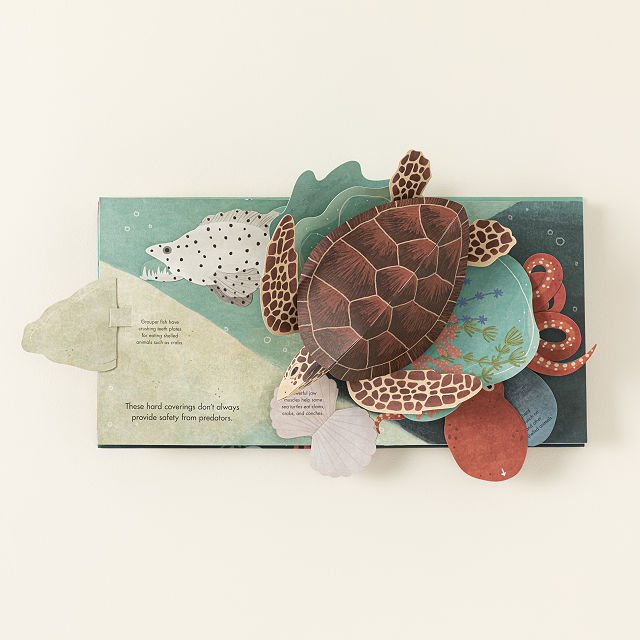 Uncommon Goods | Shells - Explore the Four Seasons Pop-Up Books