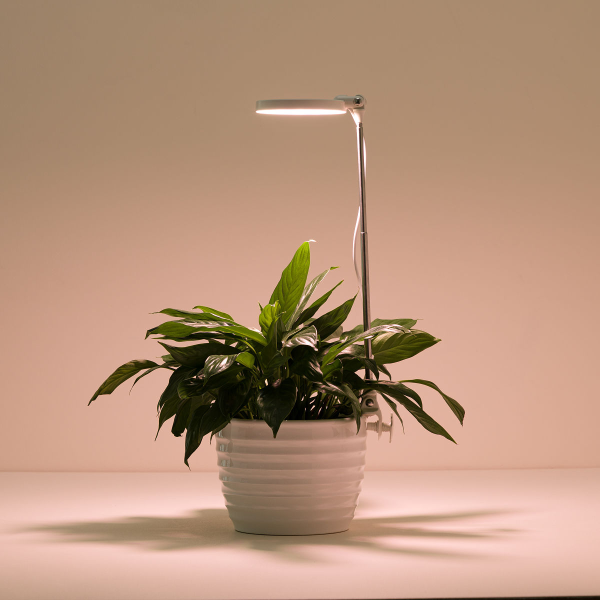Uncommon Goods | Adjustable Height Auto-Timed Grow Light | Plants