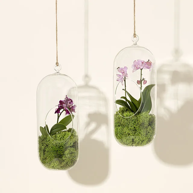 Hanging Orchid Terrarium - Great Gifts Club