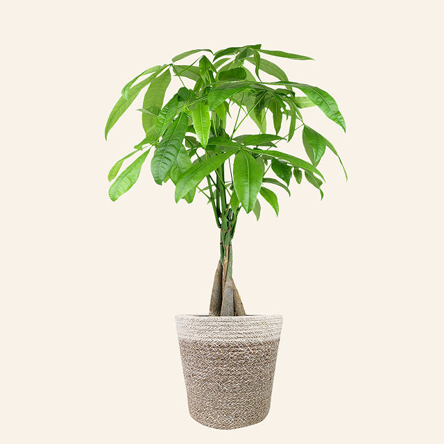 Good Luck Money Tree | Money Tree | Uncommon Goods