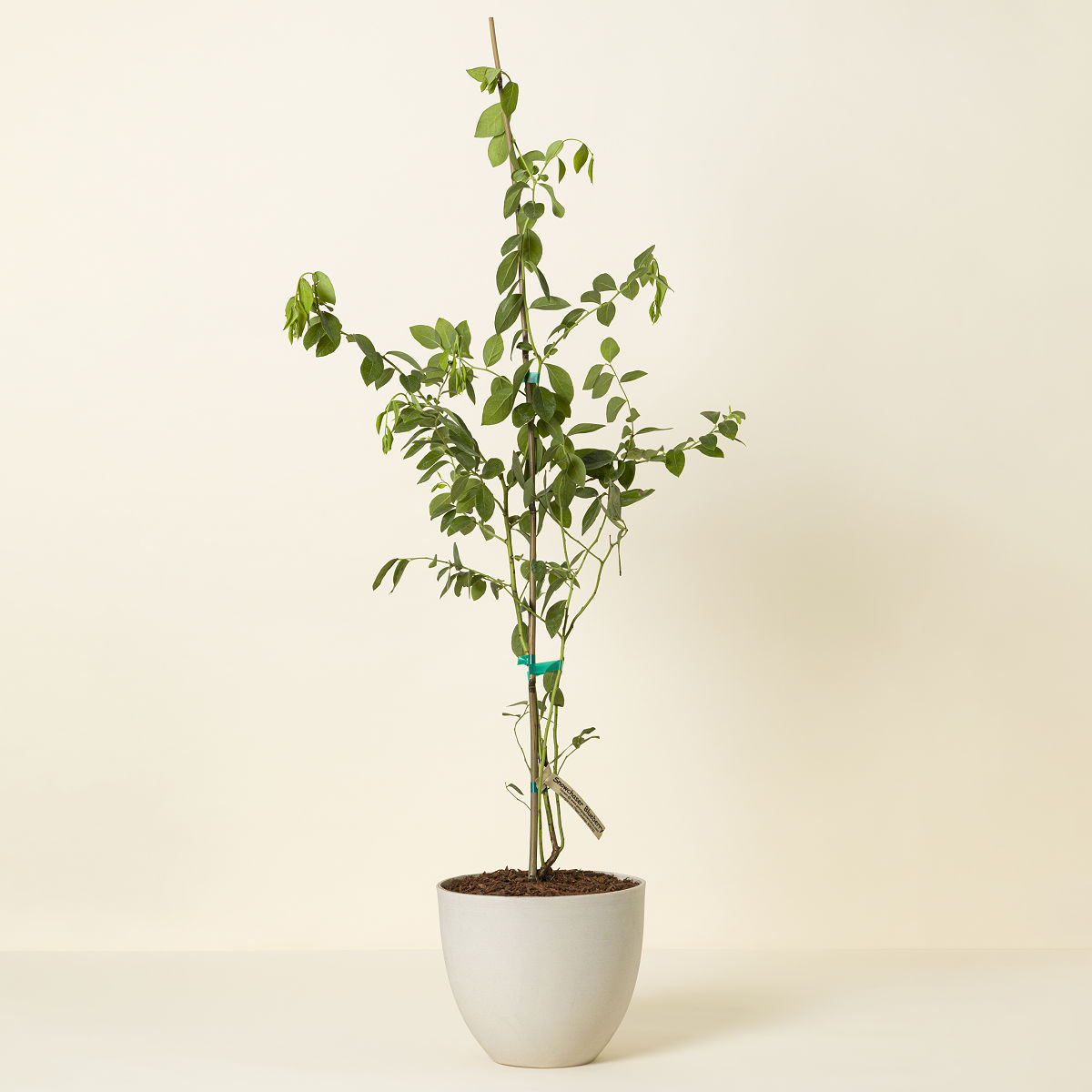 Uncommon Goods | Snowchaser Blueberry Bush | Blueberry bush