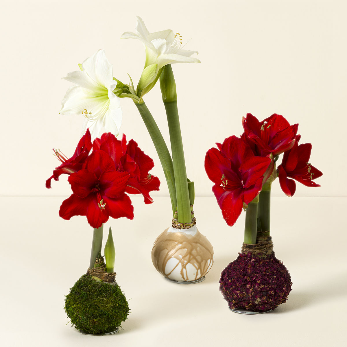 Uncommon Goods | Artisan Waxed Amaryllis Bulb | Amaryllis