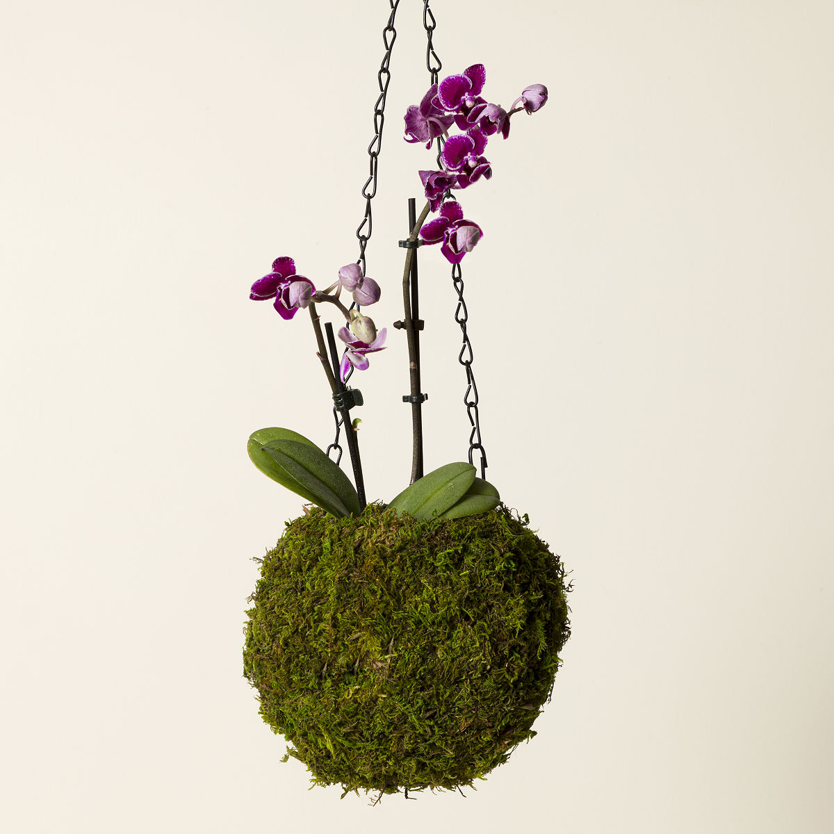 Uncommon Goods | Hanging Orchid in Moss Covered Vase | Orchid