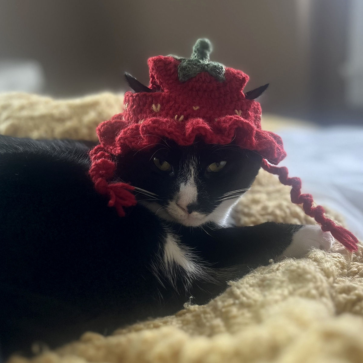 Uncommon Goods | Handknit Hats for Cats — Cat Lover Gift